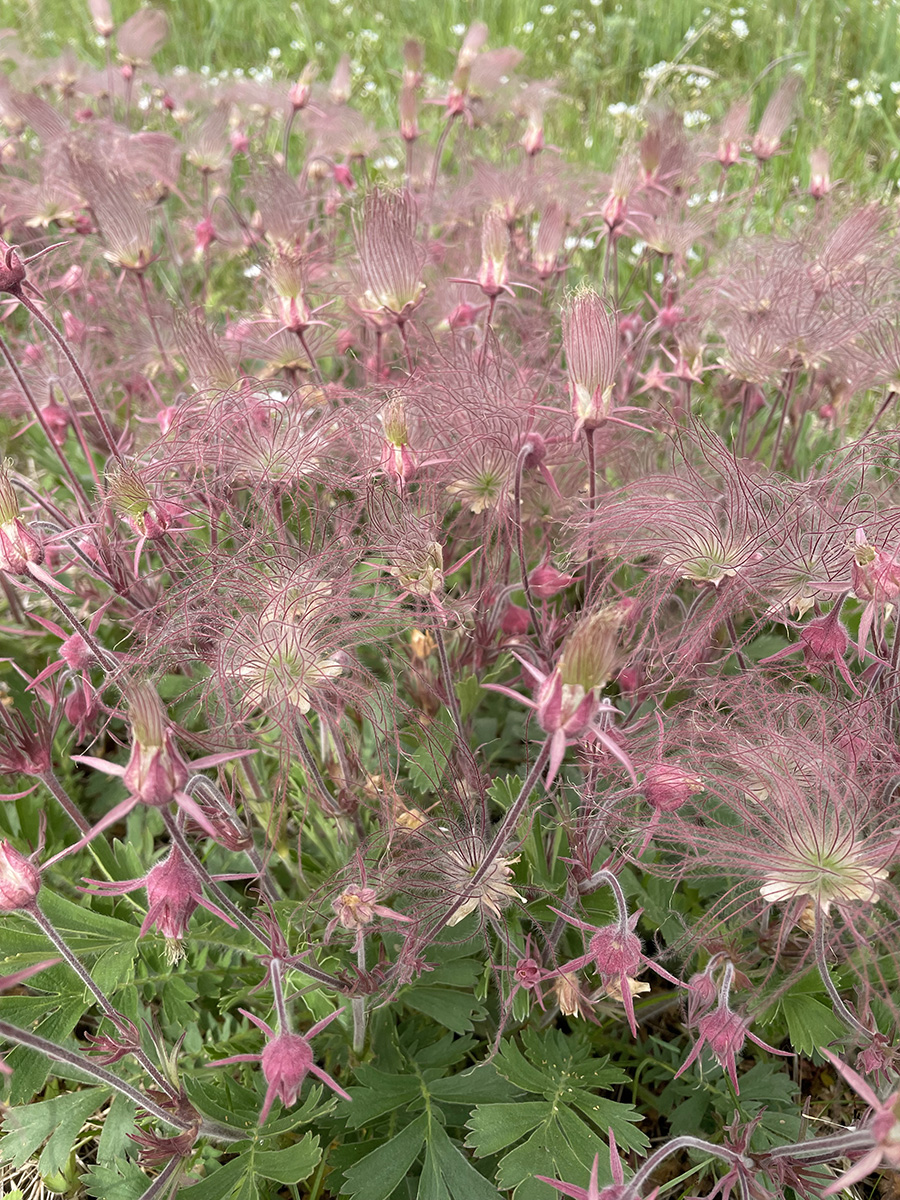 BruceGreySimcoe - Carden Alvar Flora Tour