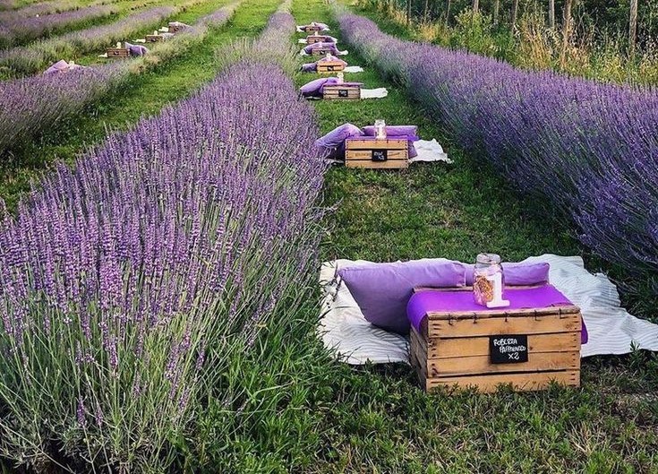 BruceGreySimcoe - Picnic in the Lavender Fields with FIG Studio Kitchen ...